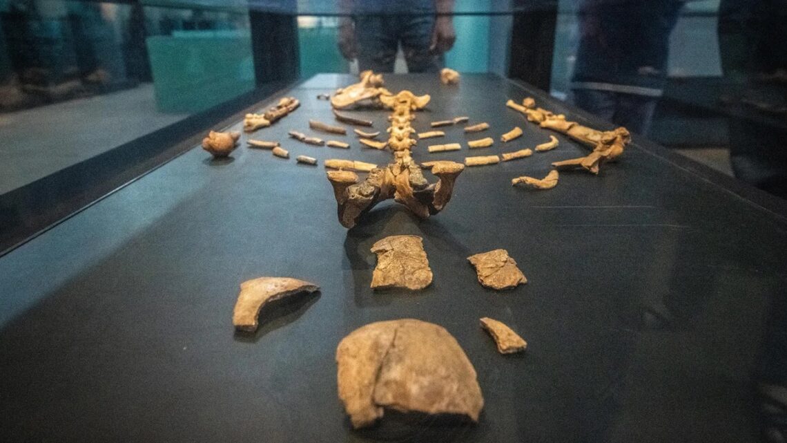 Ancient Human Ancestor Lucy Had Knee Joints Walked Fully Upright Researchers Heritage Times