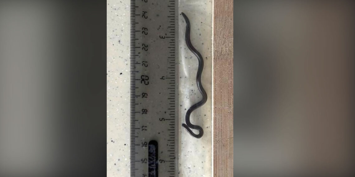World’s Smallest-Known Snake Rediscovered After Extensive Rock Search ...